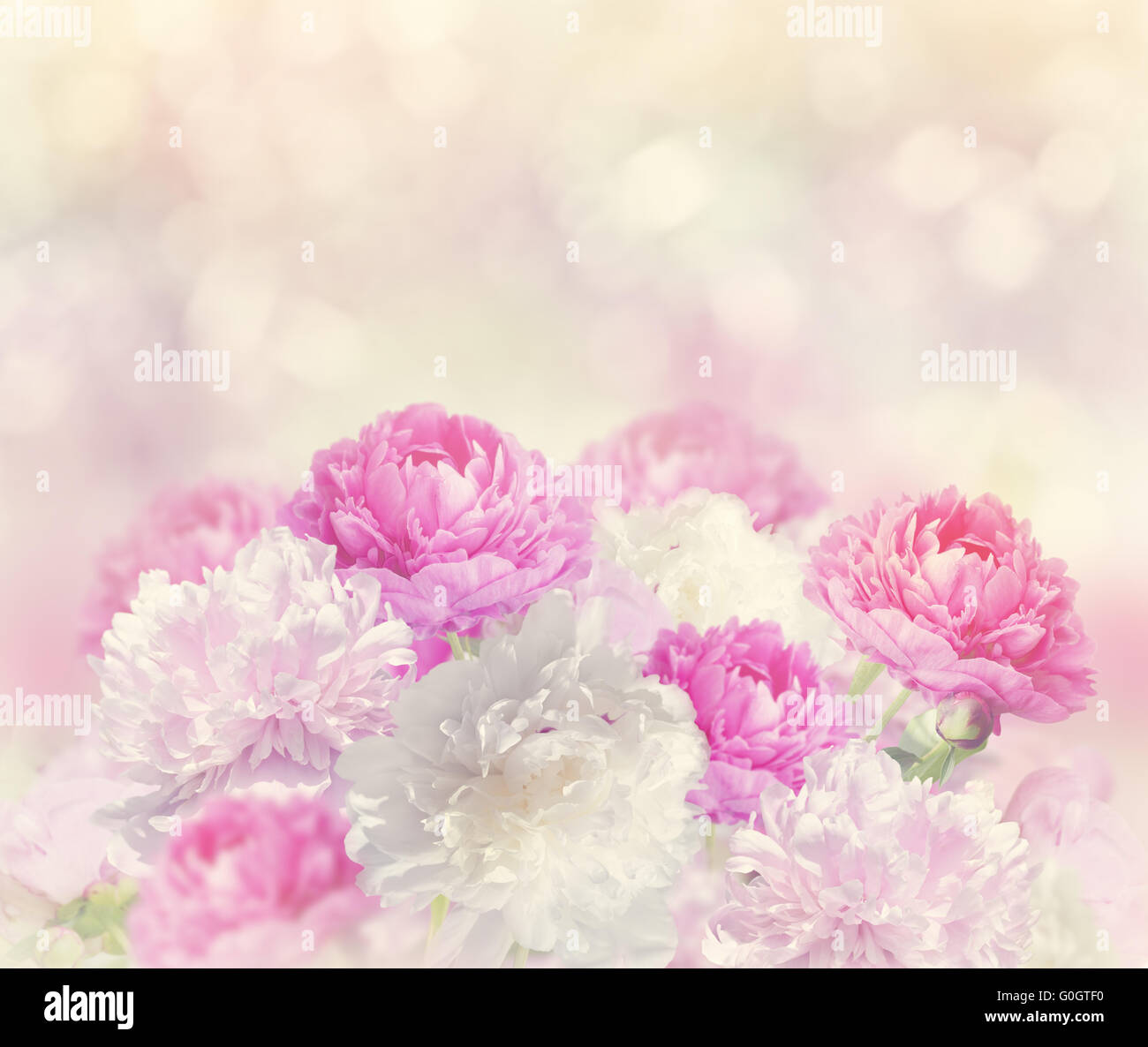 Peony Flowers Background Stock Photo - Alamy