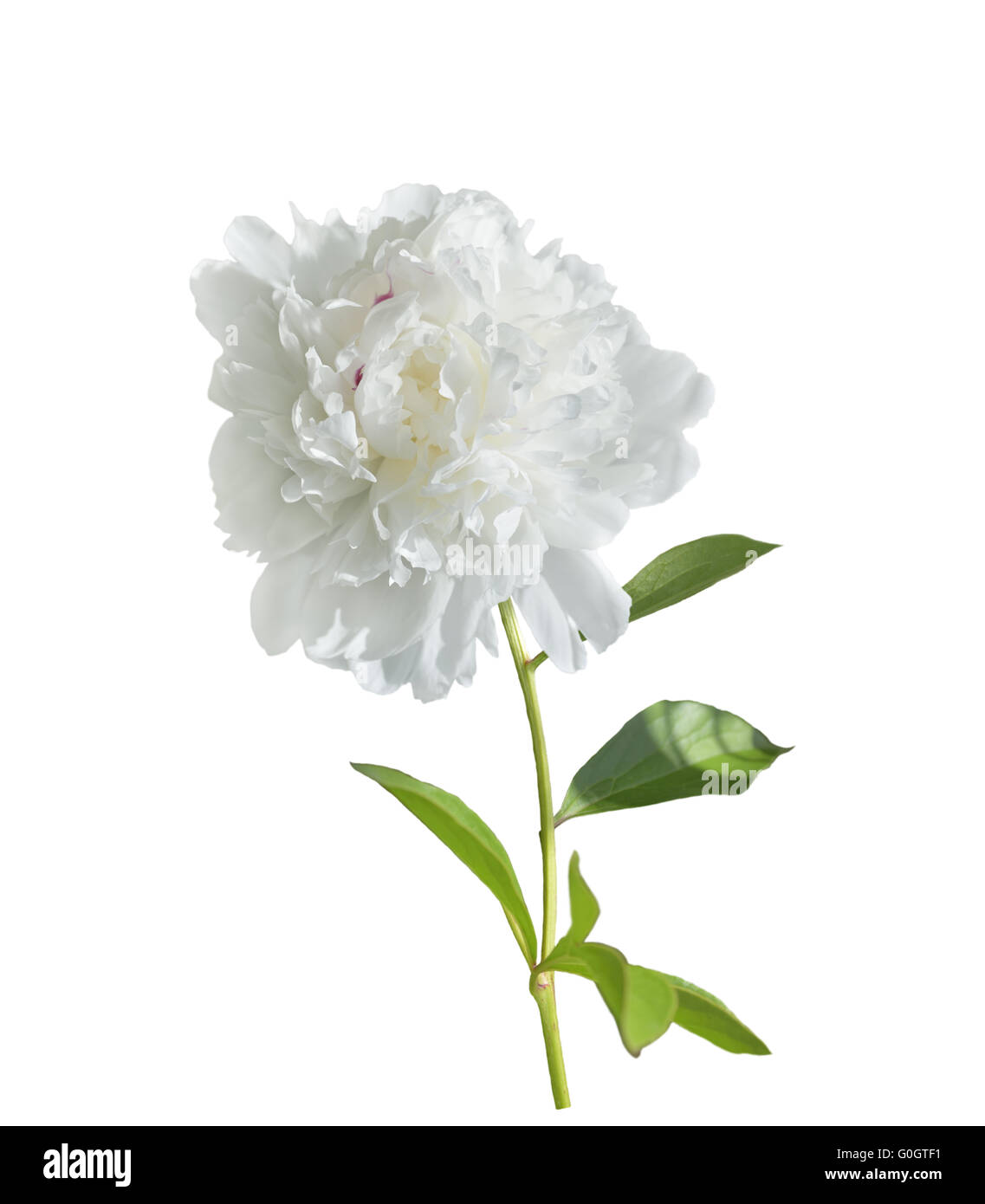 White Peony Flower Stock Photo - Alamy