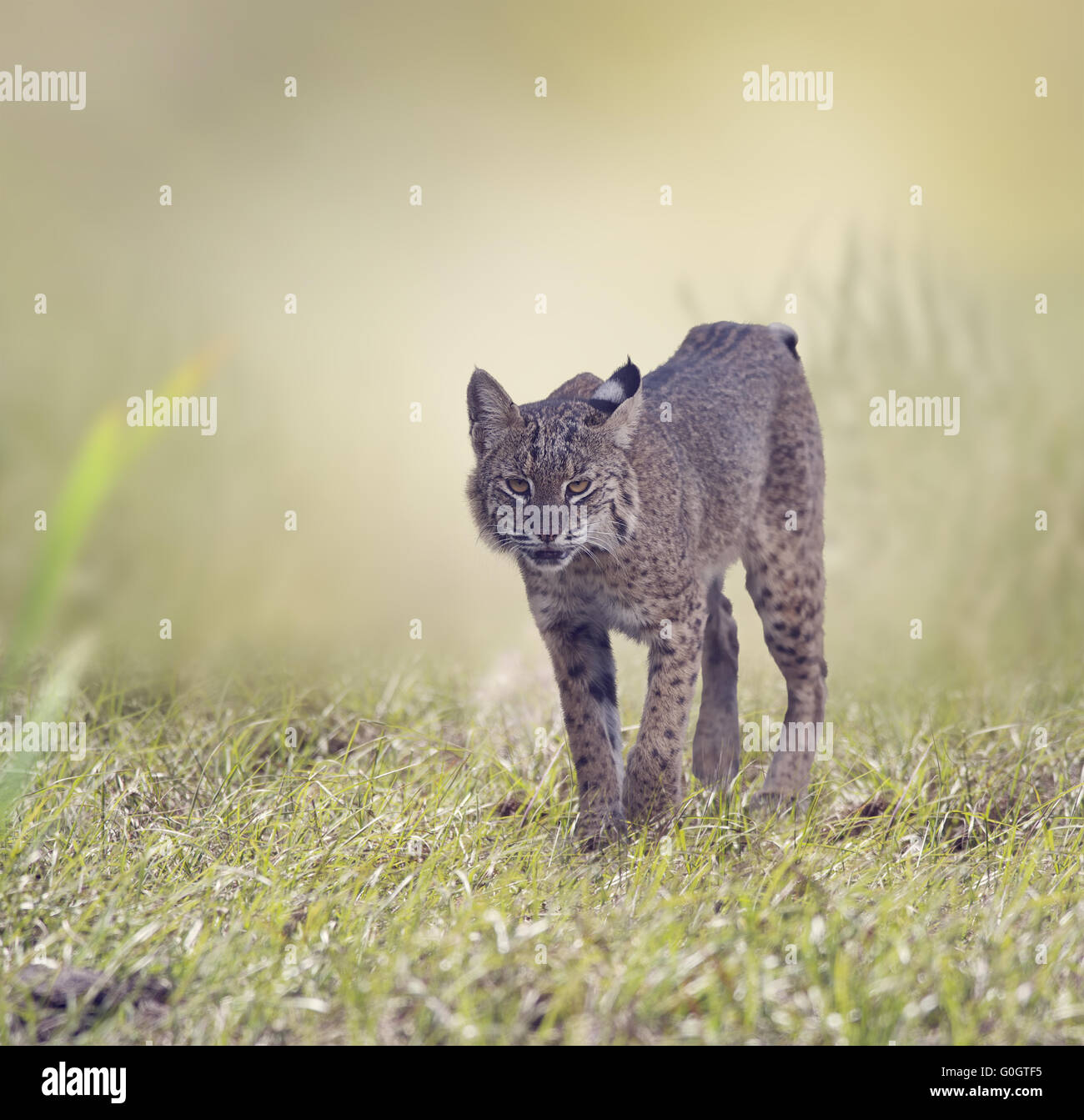 Female bobcat hi-res stock photography and images - Alamy