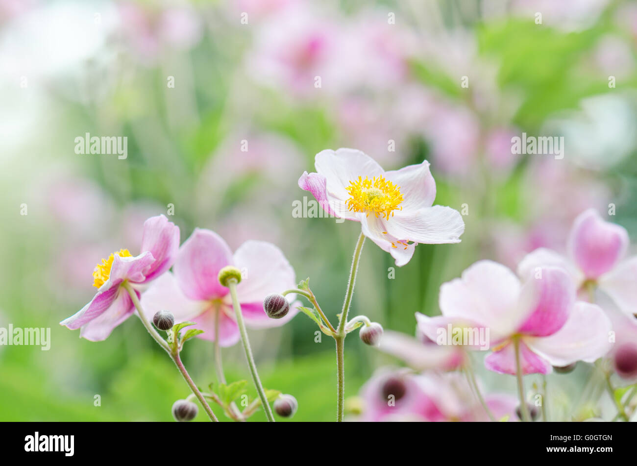 Japanese Anemone flowers in the garden, close up. Note: Shallow Stock ...