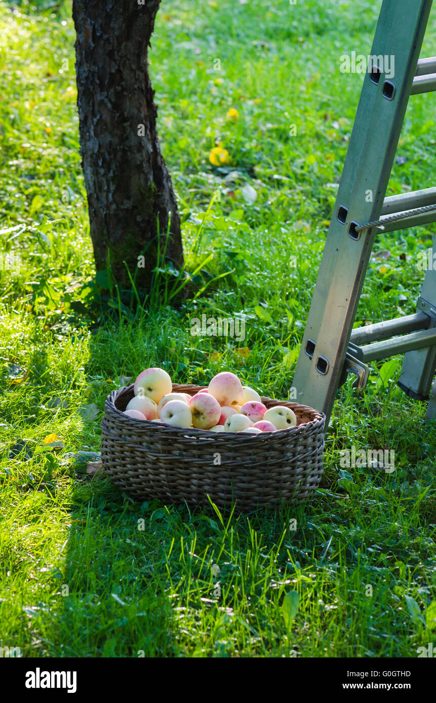 A basket full of apples in the garden Stock Photo - Alamy