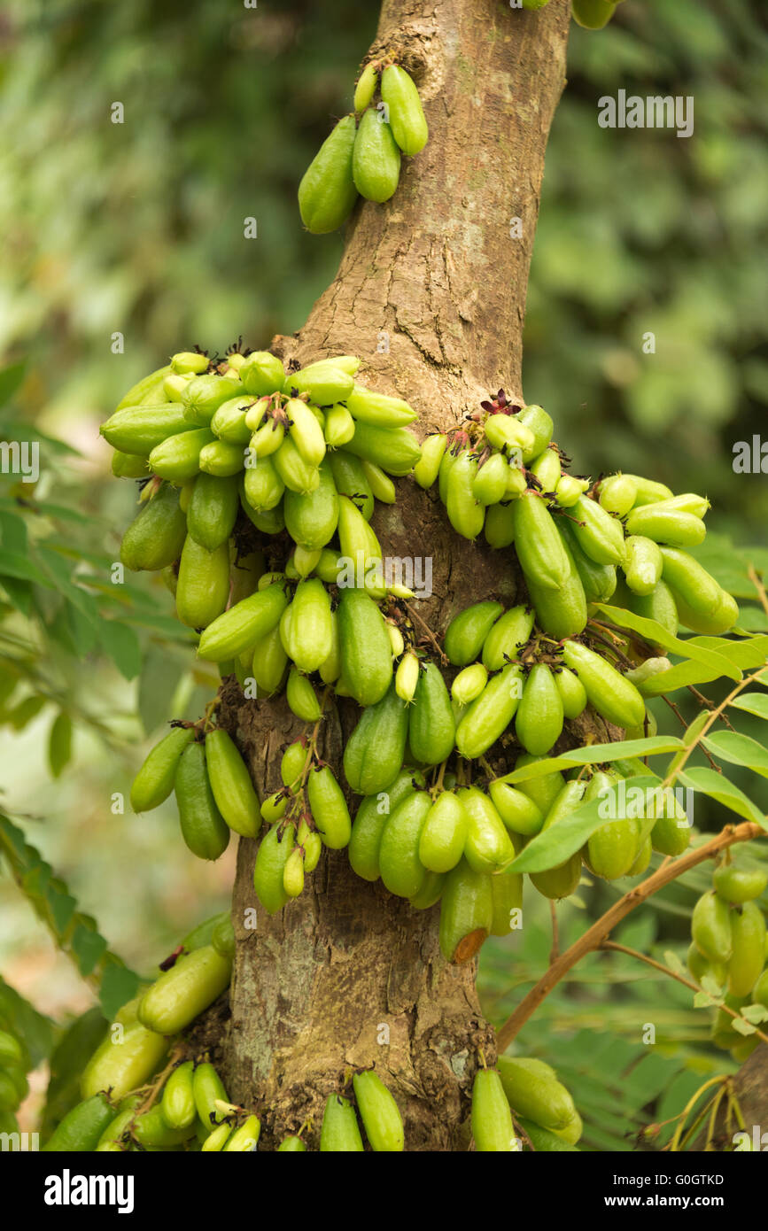 Juicy guava hi-res stock photography and images - Alamy