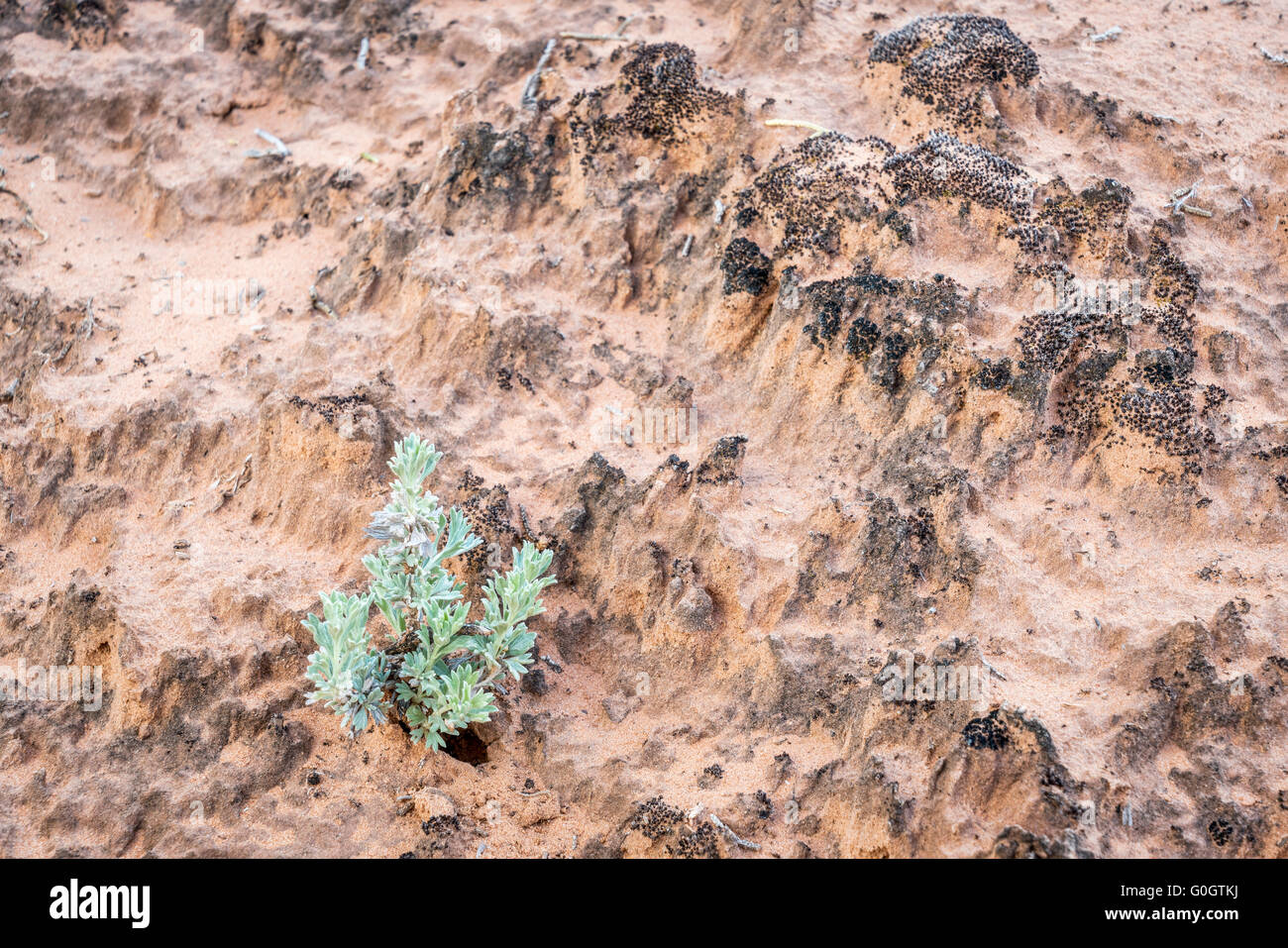 sage brush plant germinating from a fragile desert cryptobiotic soil ...