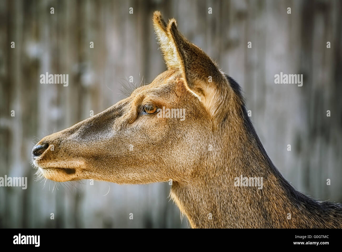 Portrait of Deer Stock Photo - Alamy