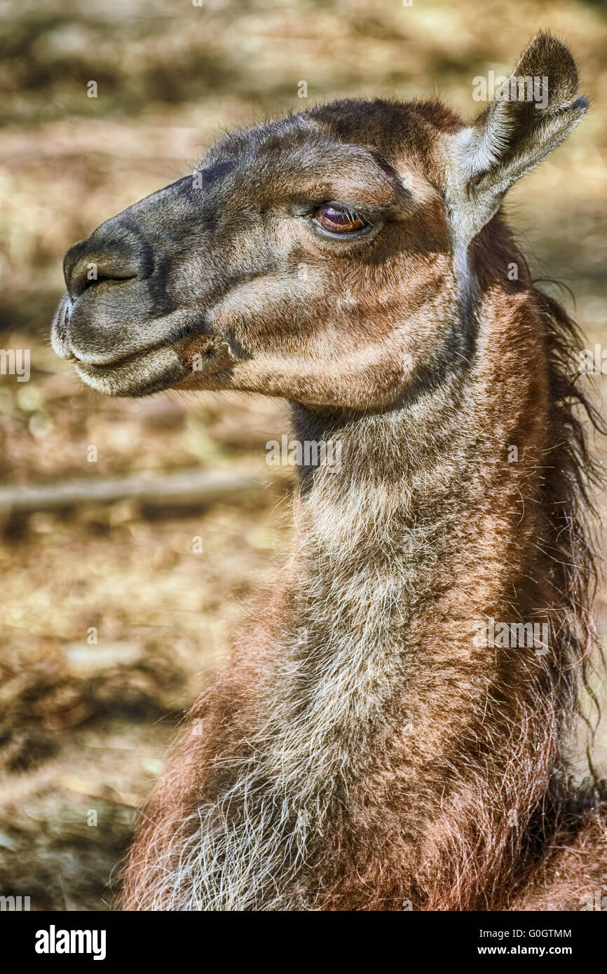 Portrait of Llama Stock Photo - Alamy