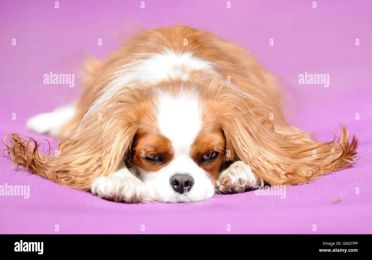 A sleepy king charles cavalier spaniel sleeping Stock Photo - Alamy