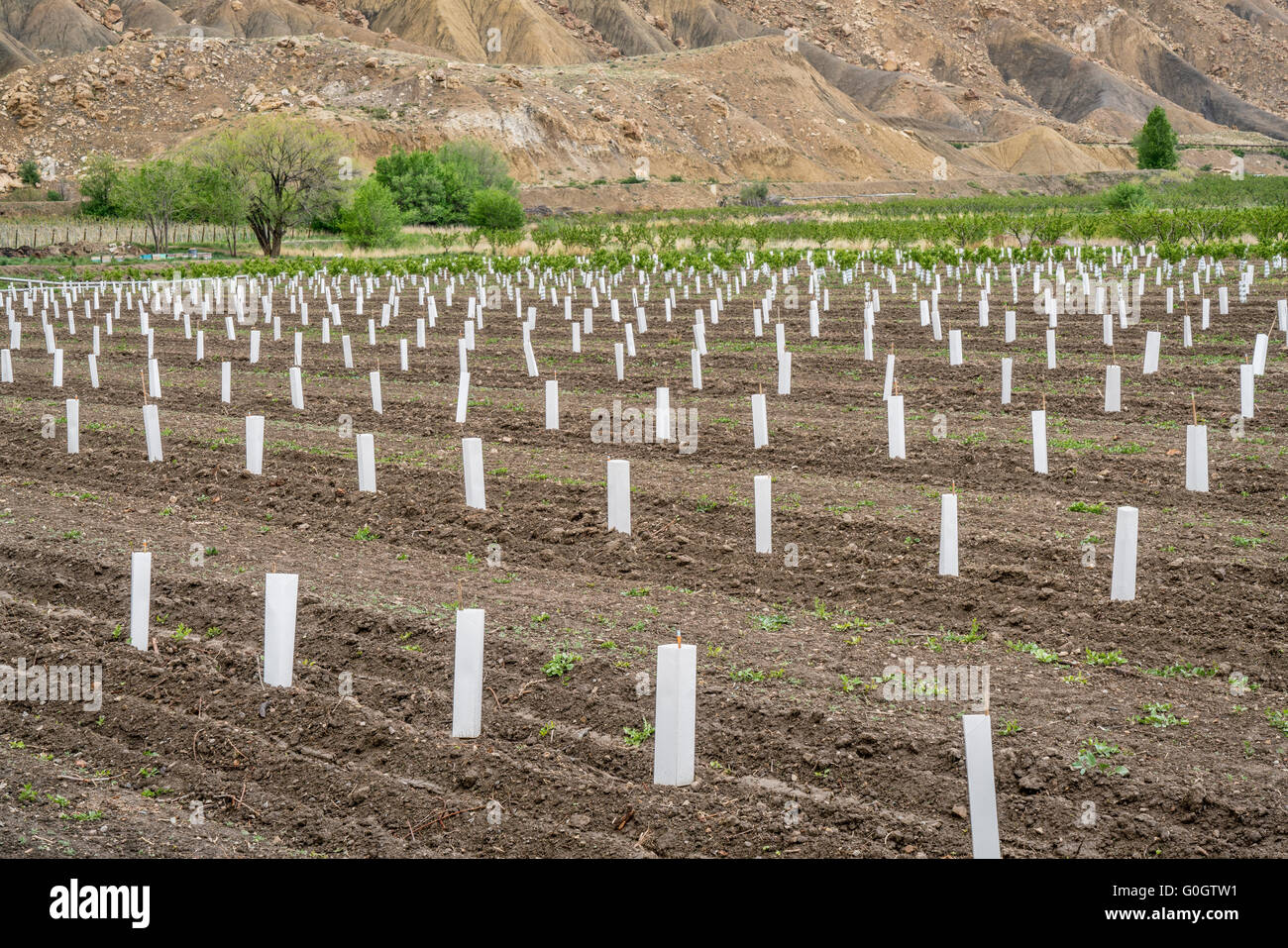 young peach tree orchard in Palisade, peach capital of Colorado Stock ...