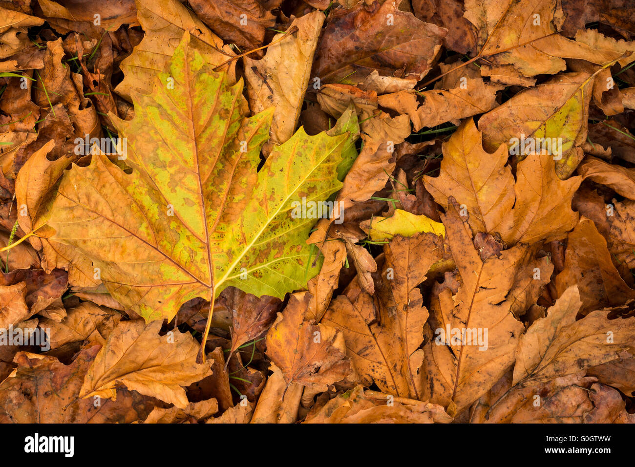 Wonderful texture these maple tree leafs show a fall of autumn Stock ...