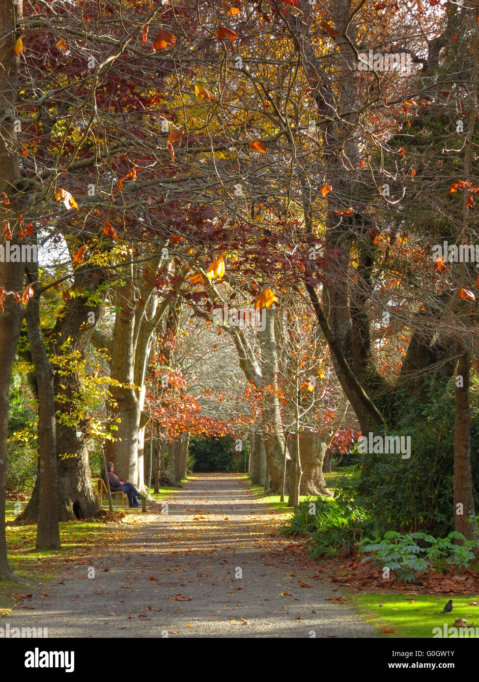 Wonderful walkway under some large trees in autumn Stock Photo - Alamy