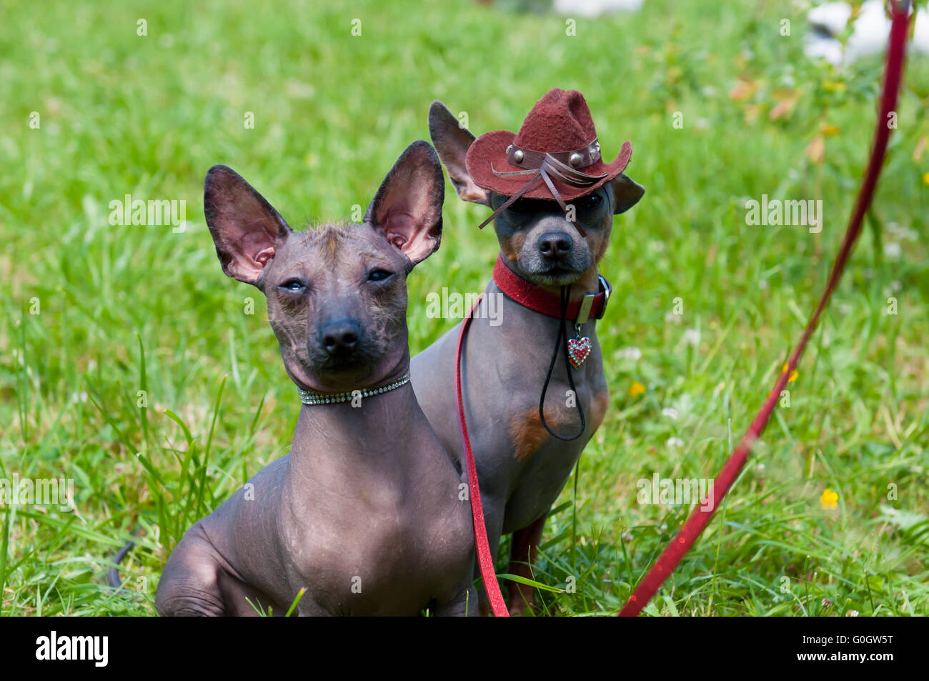 Mexican hairless dog Stock Photo - Alamy