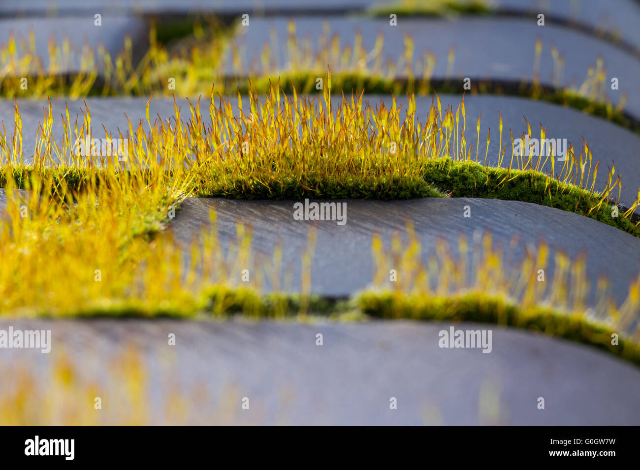 Wall screw moss tortula muralis hi-res stock photography and images - Alamy