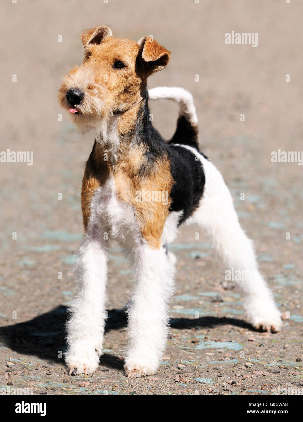 Fox terrier dog standing over blurry background Stock Photo - Alamy