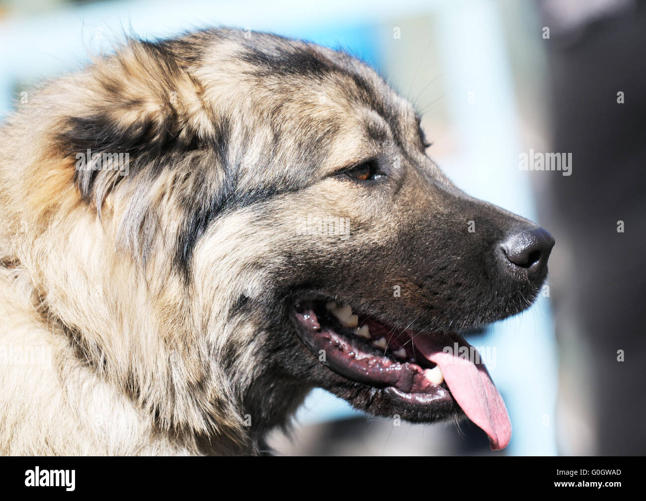 Caucasian shepherd hi-res stock photography and images - Alamy