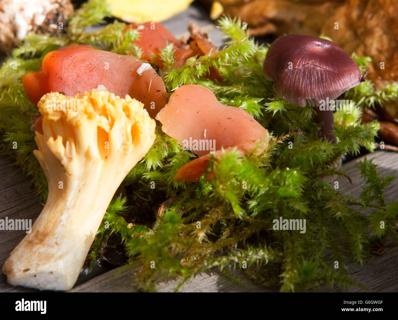 Mushroom organic hi-res stock photography and images - Alamy