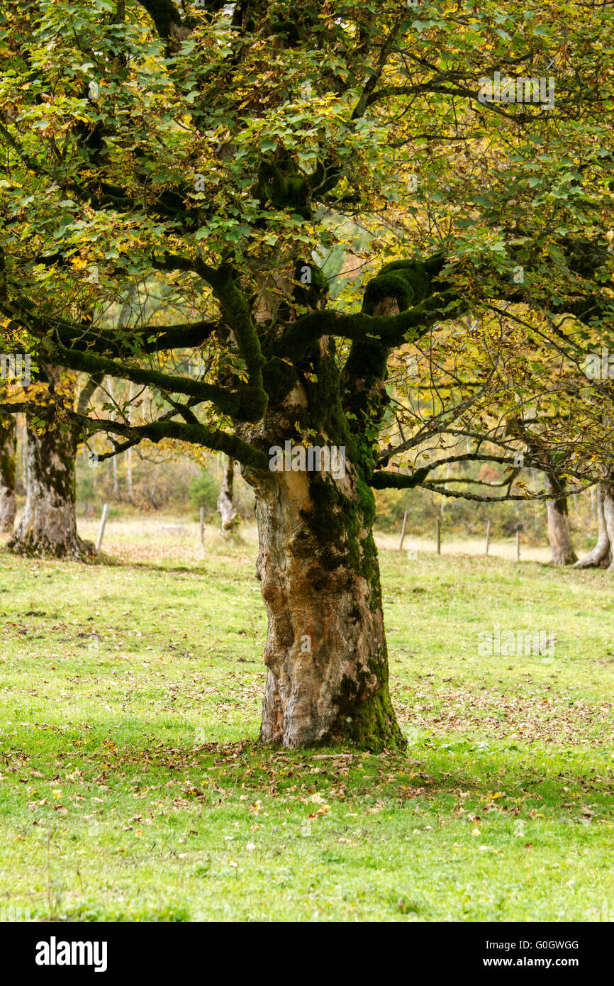 Marble tree hi-res stock photography and images - Alamy