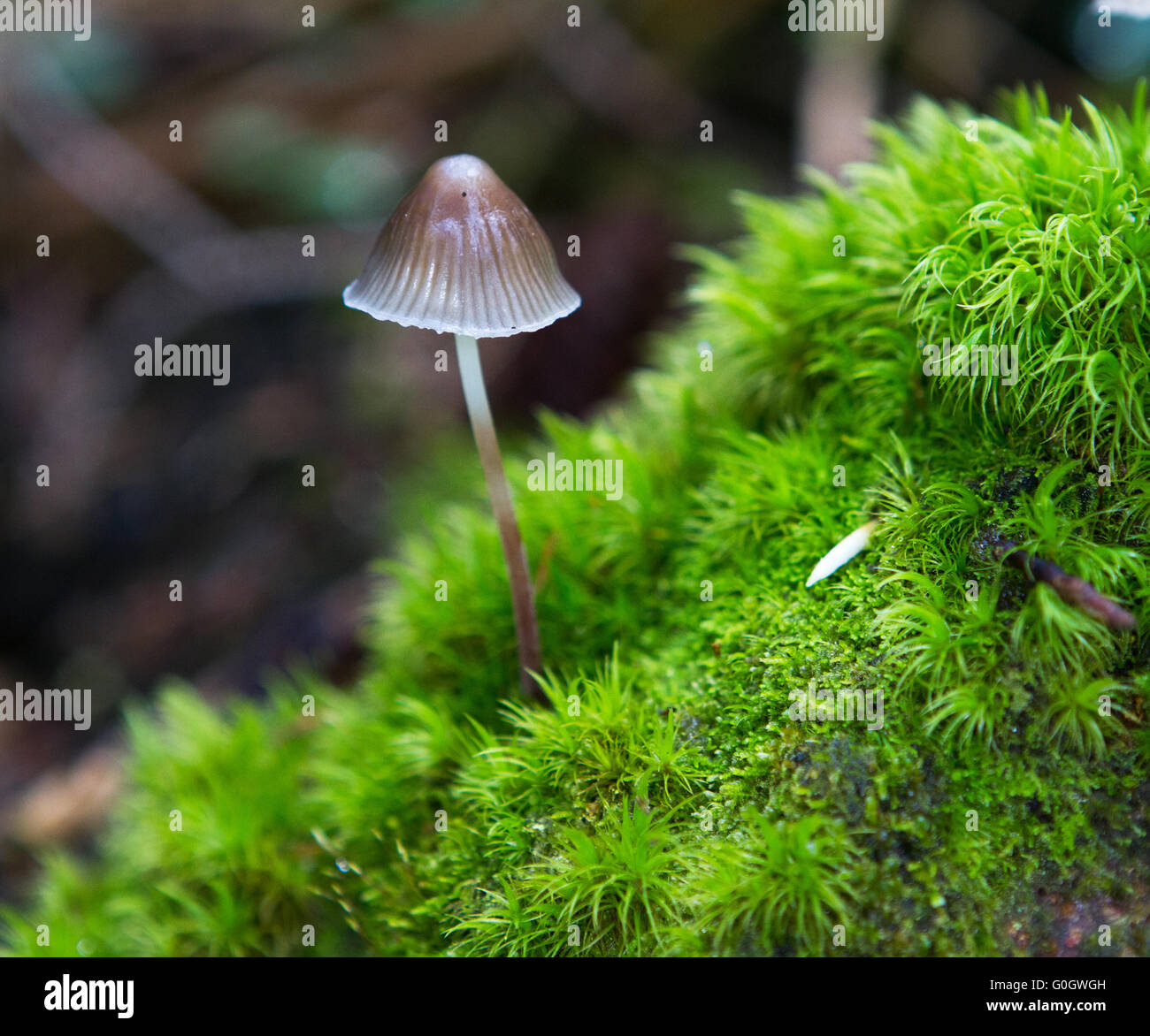 Fresh summer mushroom hi-res stock photography and images - Alamy