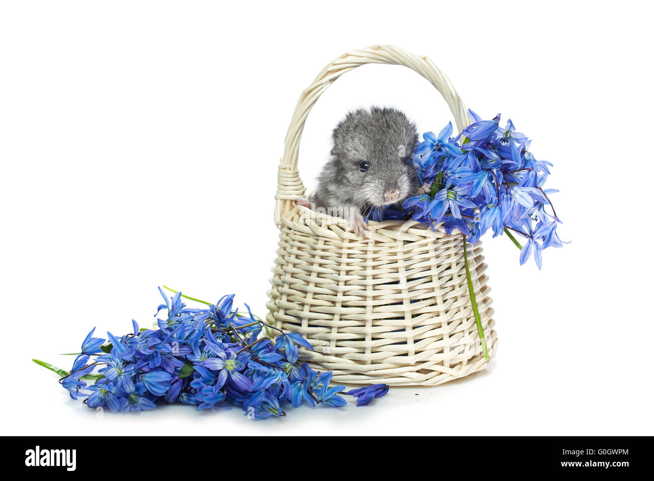 Chinchilla in basket with flowers Stock Photo - Alamy