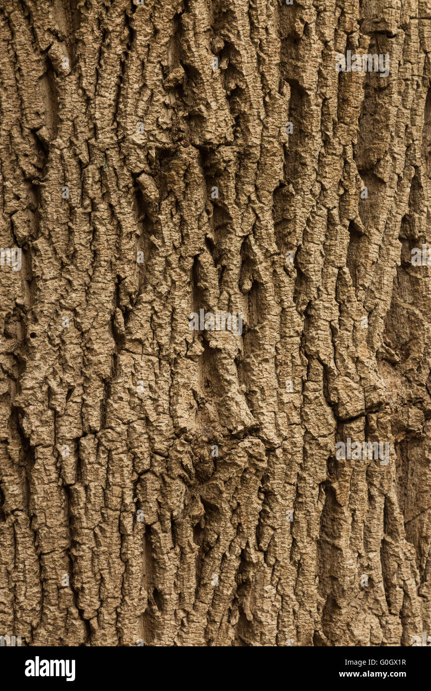 rough looking tree bark texture of a maple tree Stock Photo - Alamy