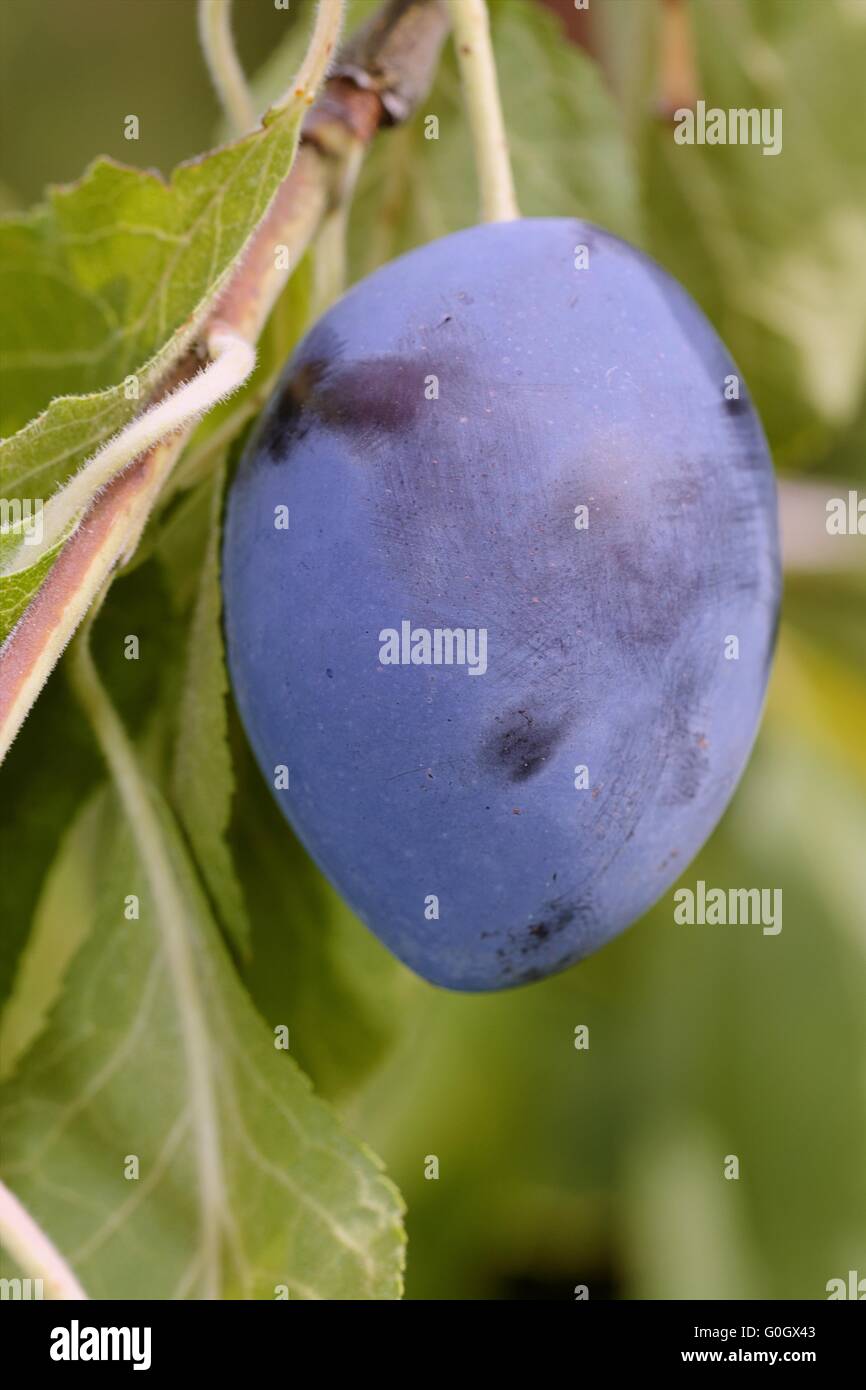 Plum on the tree Stock Photo - Alamy