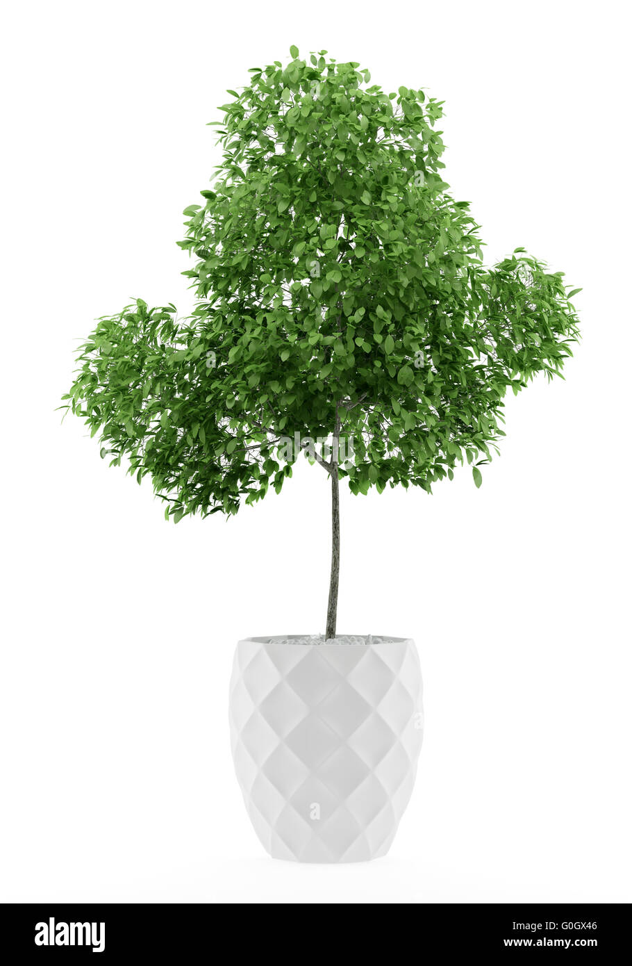 potted tree isolated on white background Stock Photo - Alamy