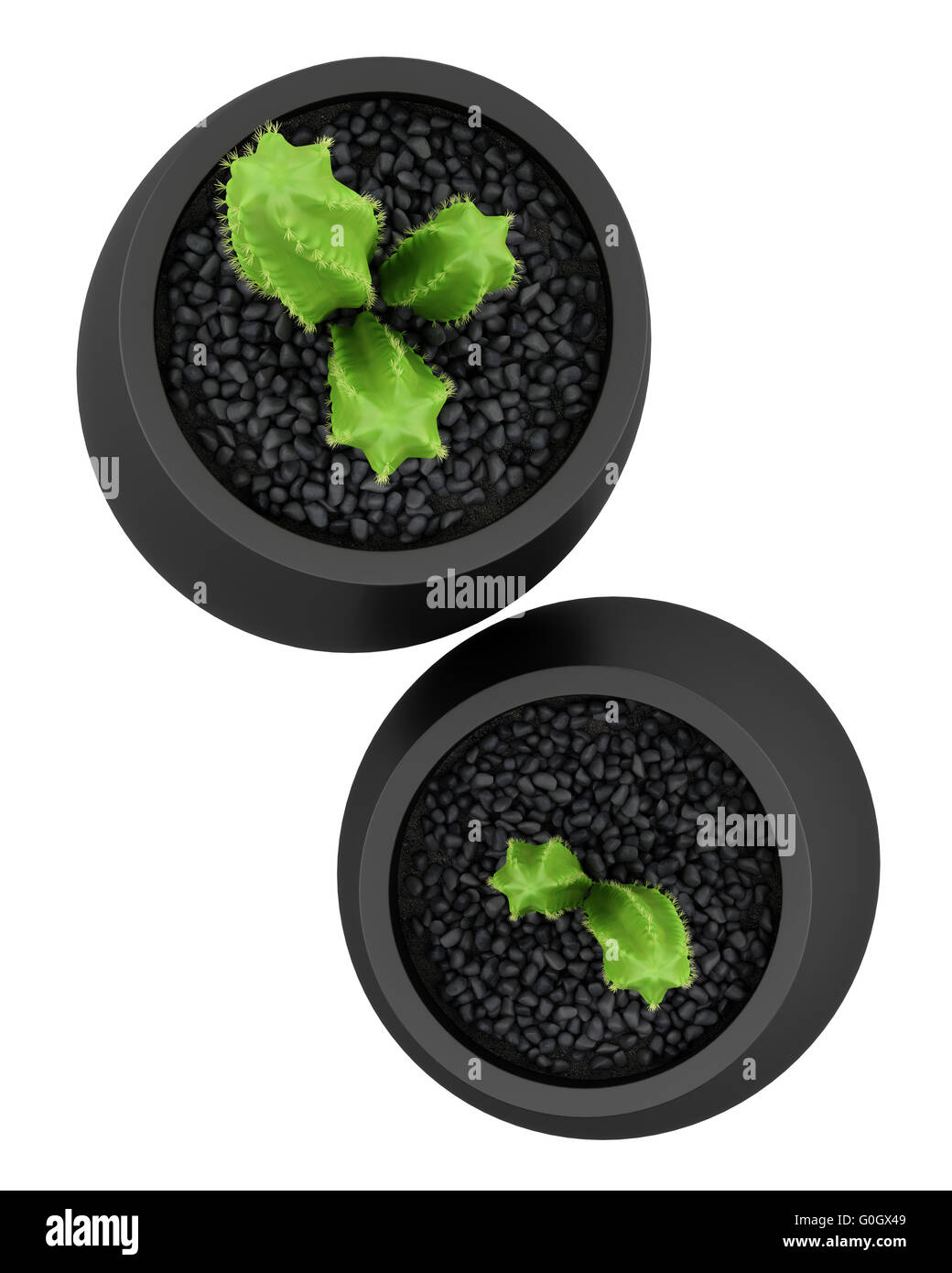 top view of two cactuses in pots isolated on white background Stock ...