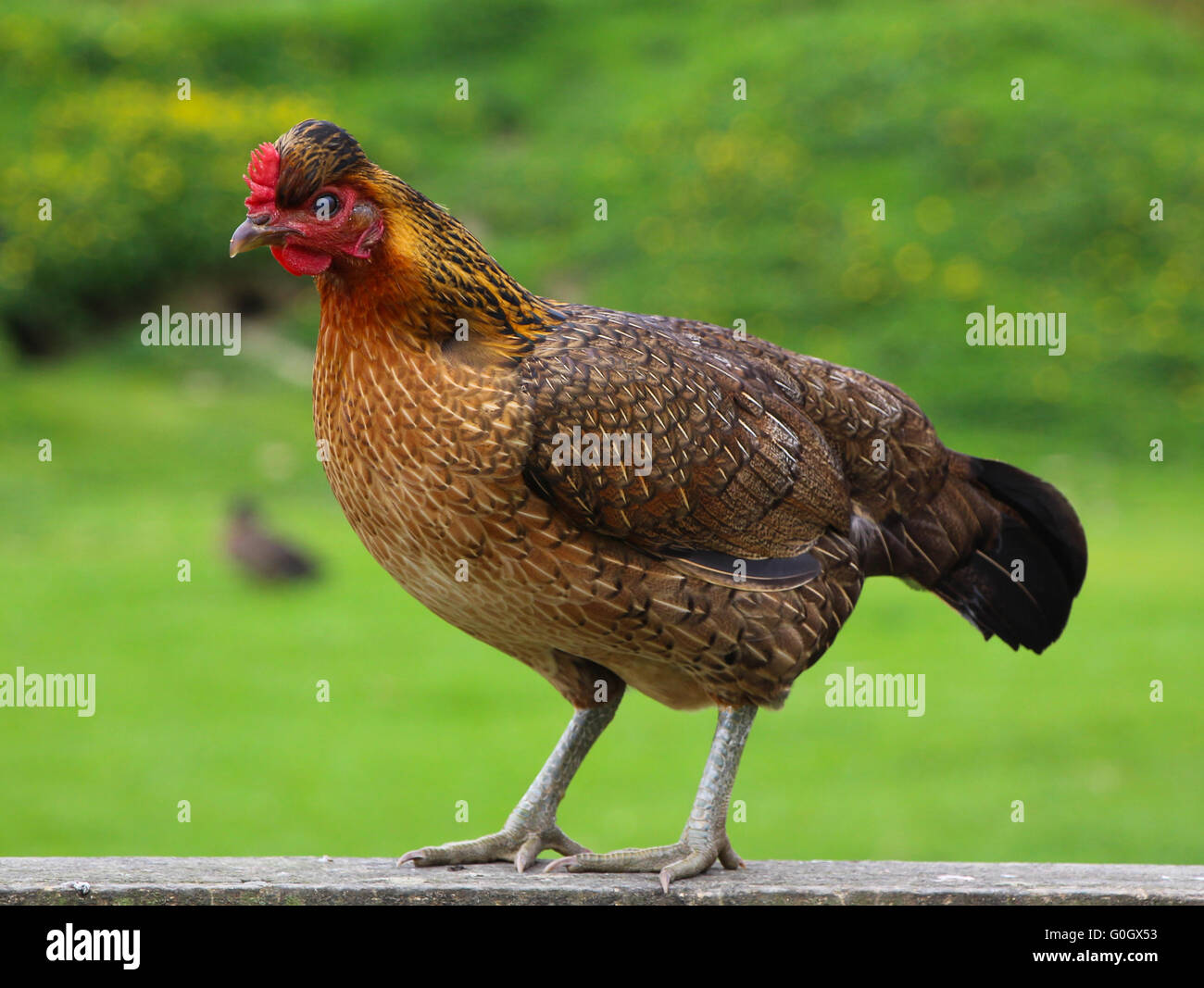 Batam hen on a fence rail Stock Photo - Alamy