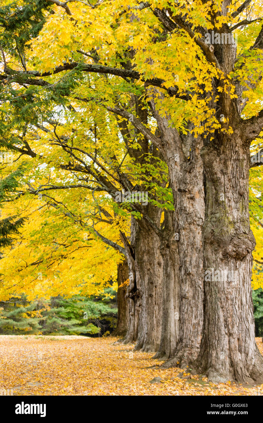 New england maple trees in fall hi-res stock photography and images - Alamy