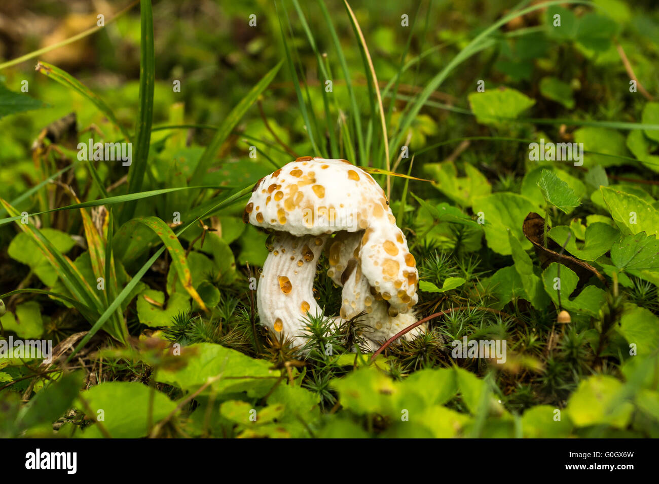 Unusual fungi hi-res stock photography and images - Alamy