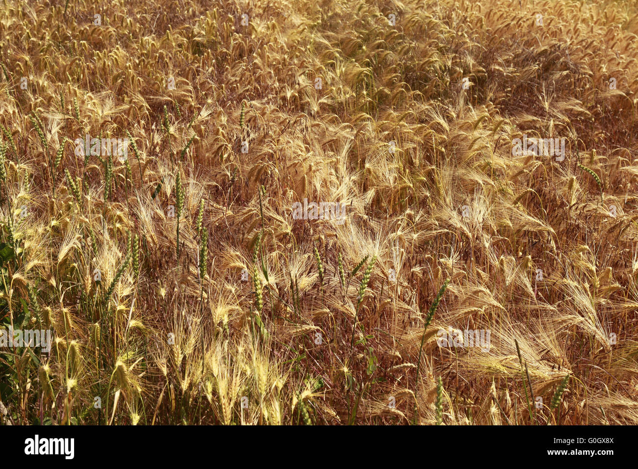 The ripe cornfield hi-res stock photography and images - Alamy