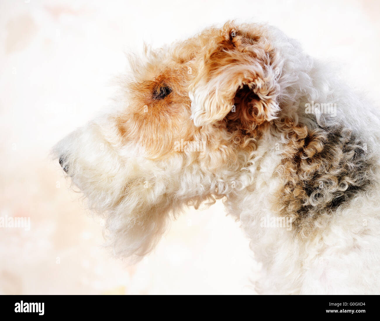 Studio fox terrier portrait over blurry background Stock Photo - Alamy