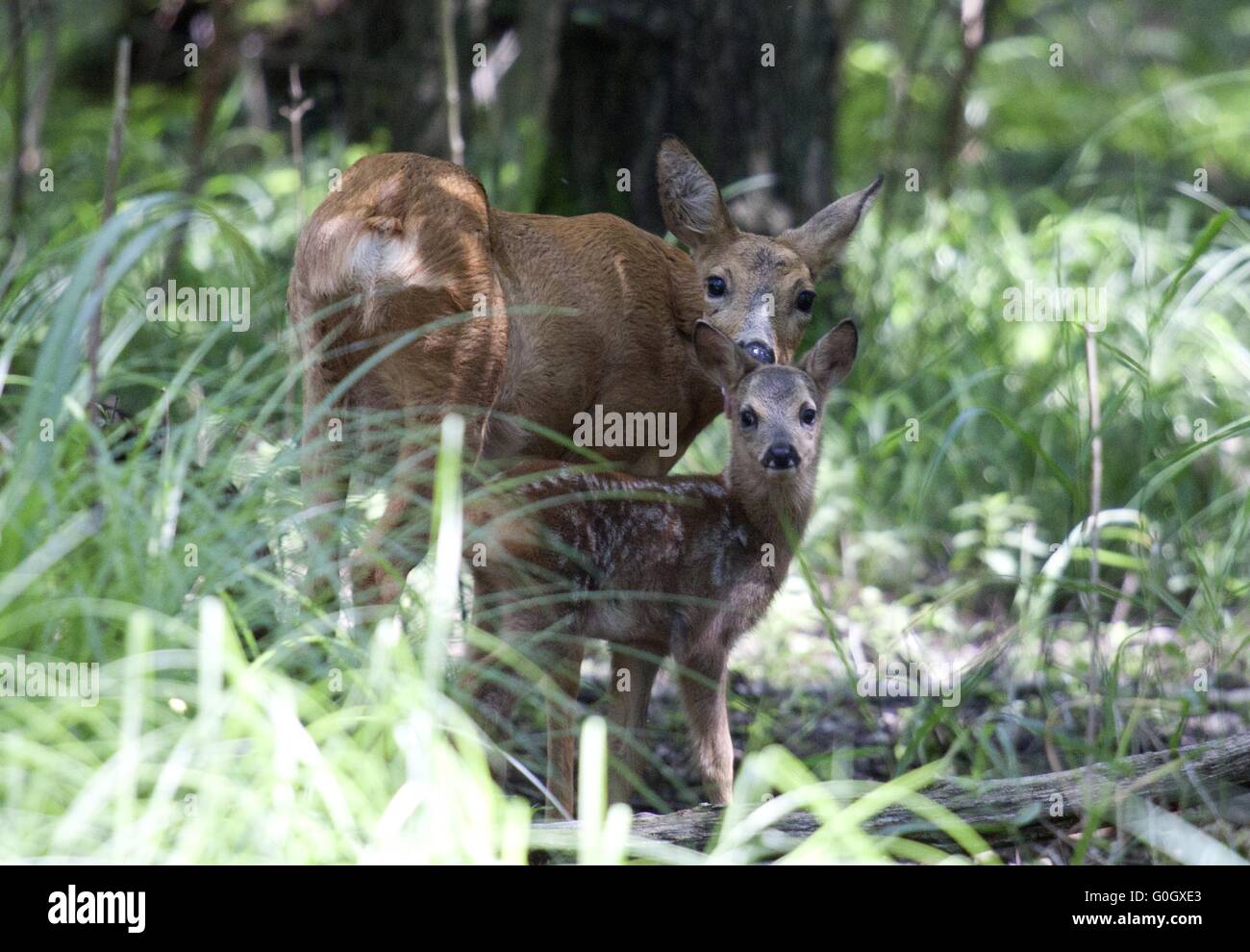 European/western roe deer Stock Photo - Alamy