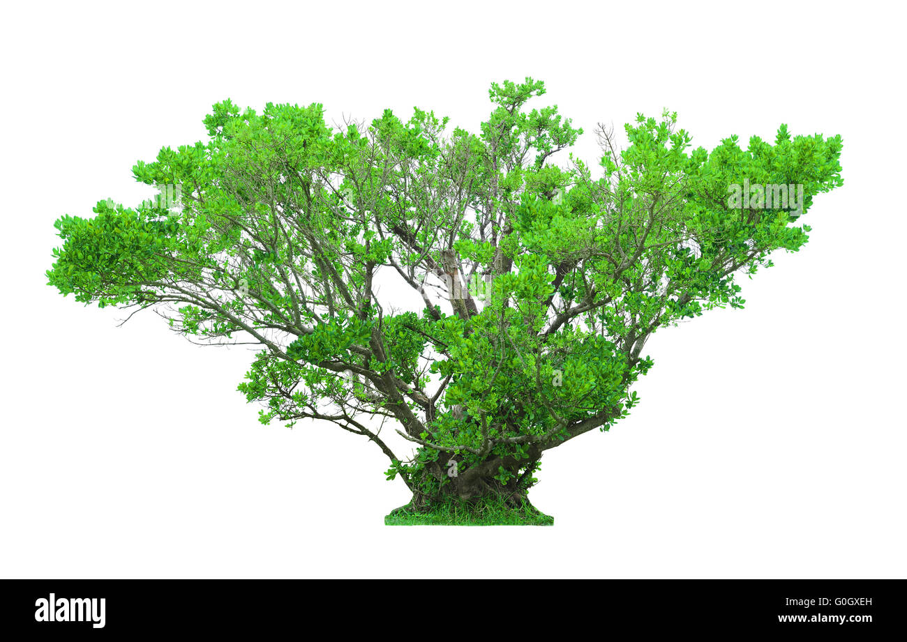 Tree on white background Stock Photo - Alamy