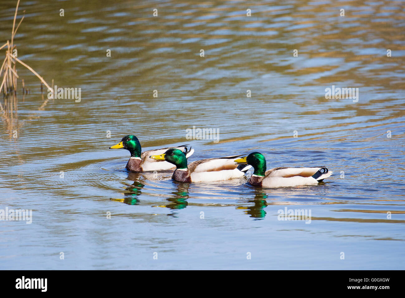 Three mallards anas platyrhynchos hi-res stock photography and images ...