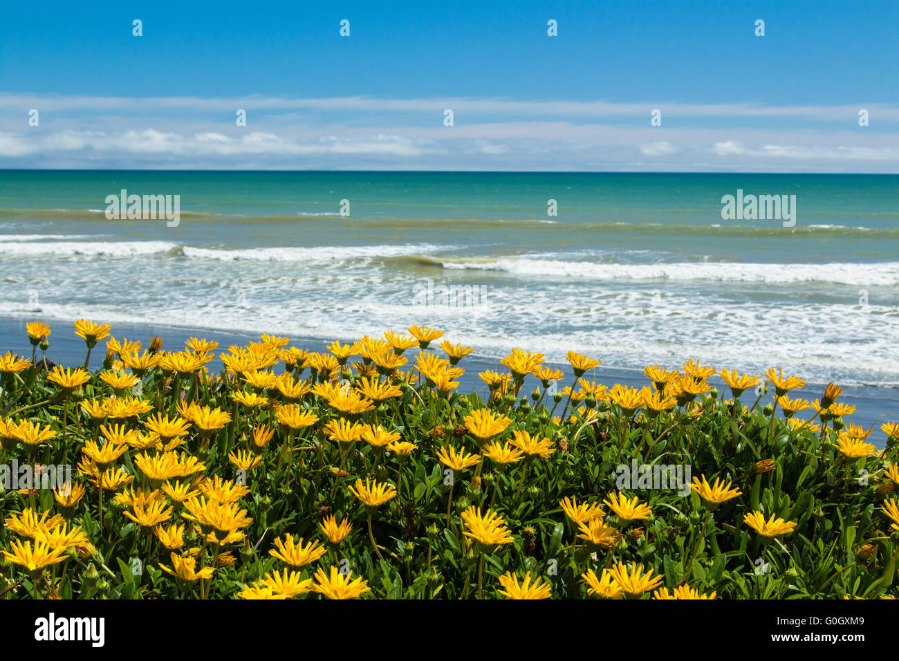 Wonderful bright yellow beach flower growing along a beach Stock Photo ...