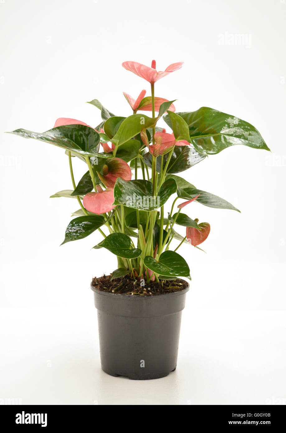 Anthurium Andreanum High Resolution Stock Photography and Images - Alamy