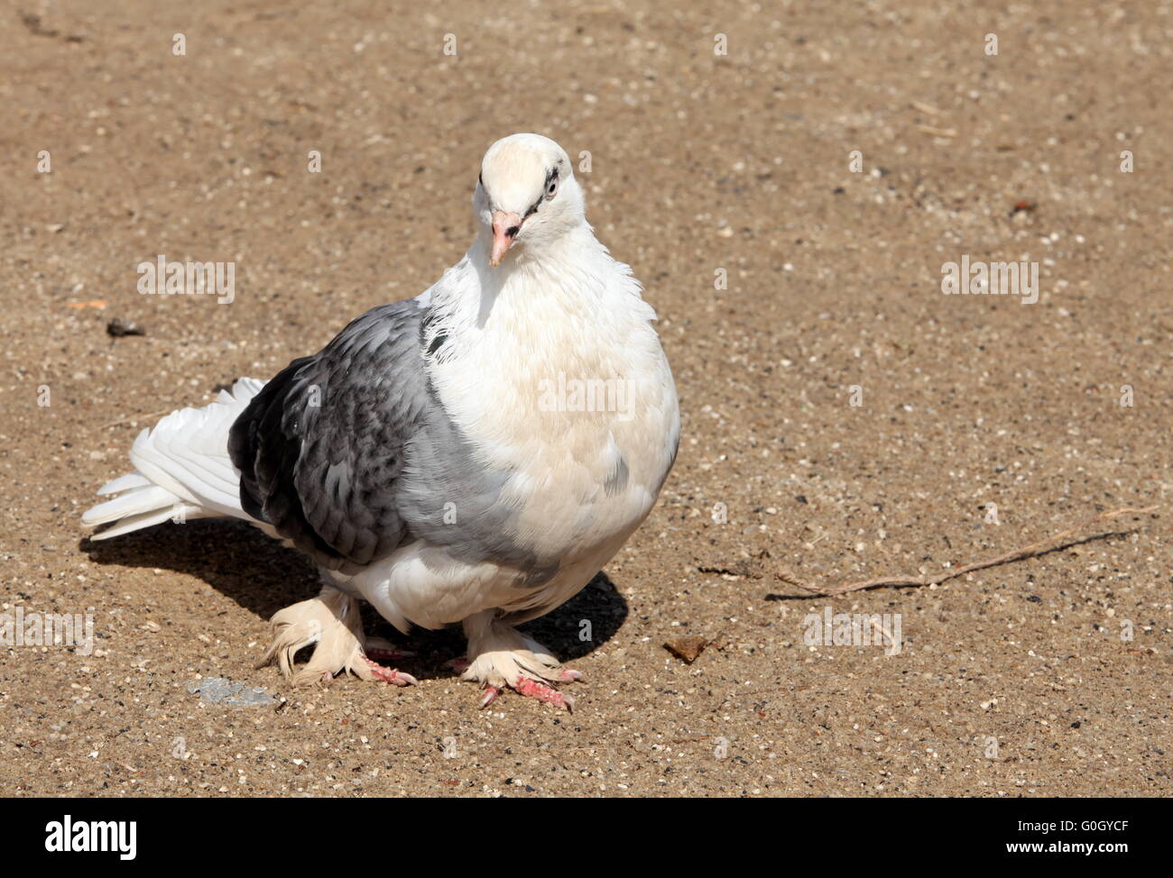 Homing pigeon hi-res stock photography and images - Alamy