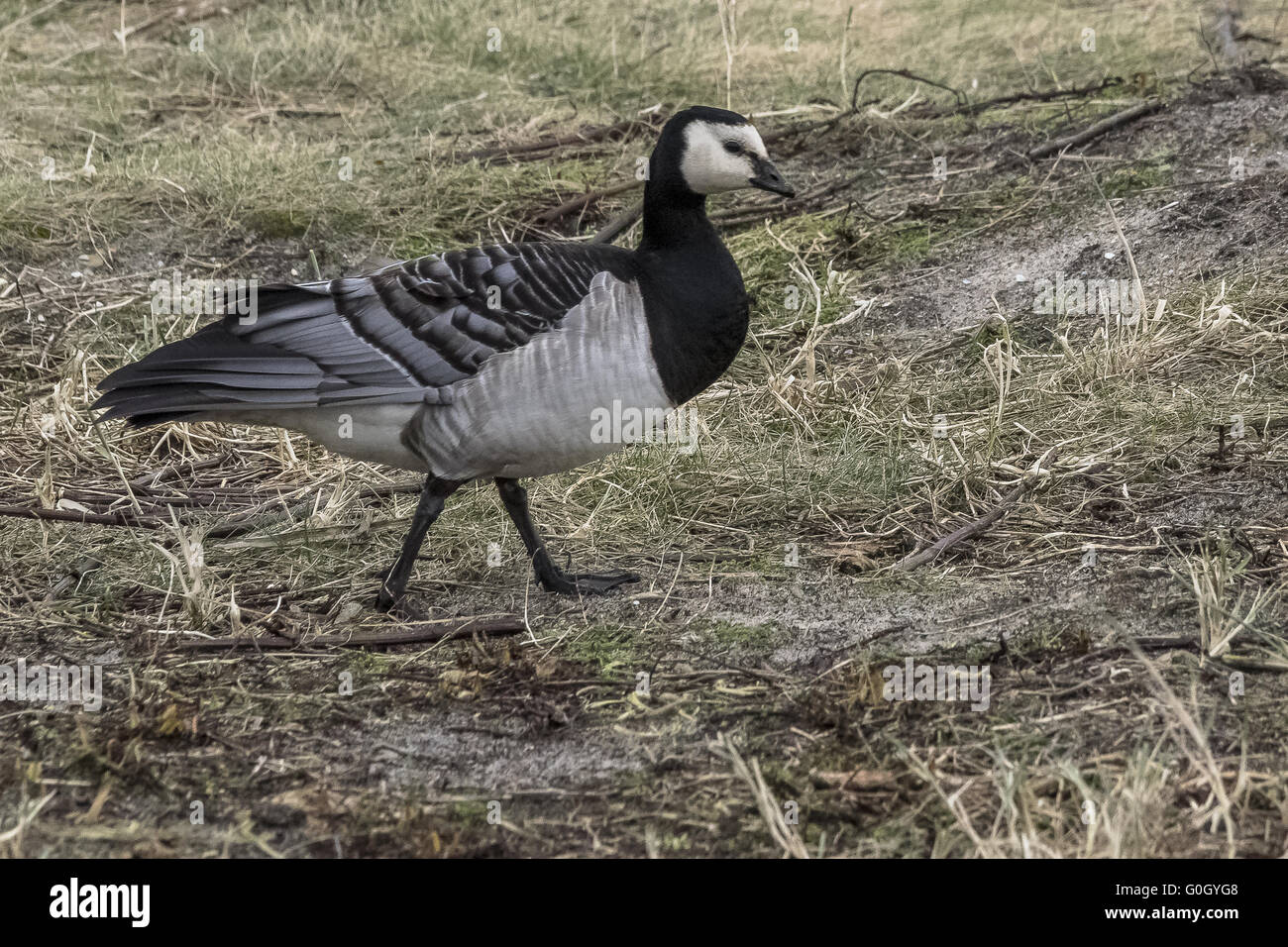 Foraging goose hi-res stock photography and images - Alamy