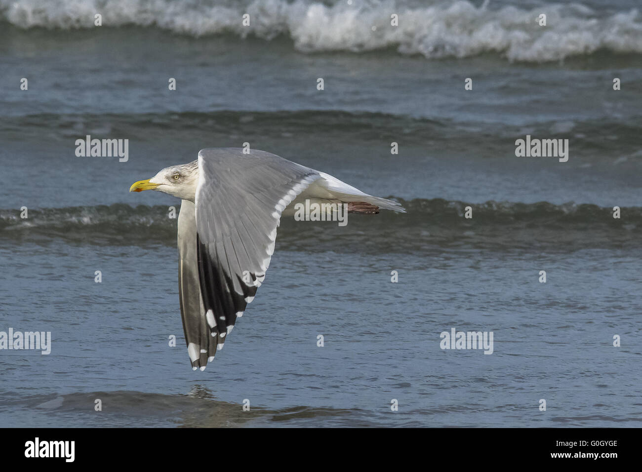 Aloof bird hi-res stock photography and images - Alamy