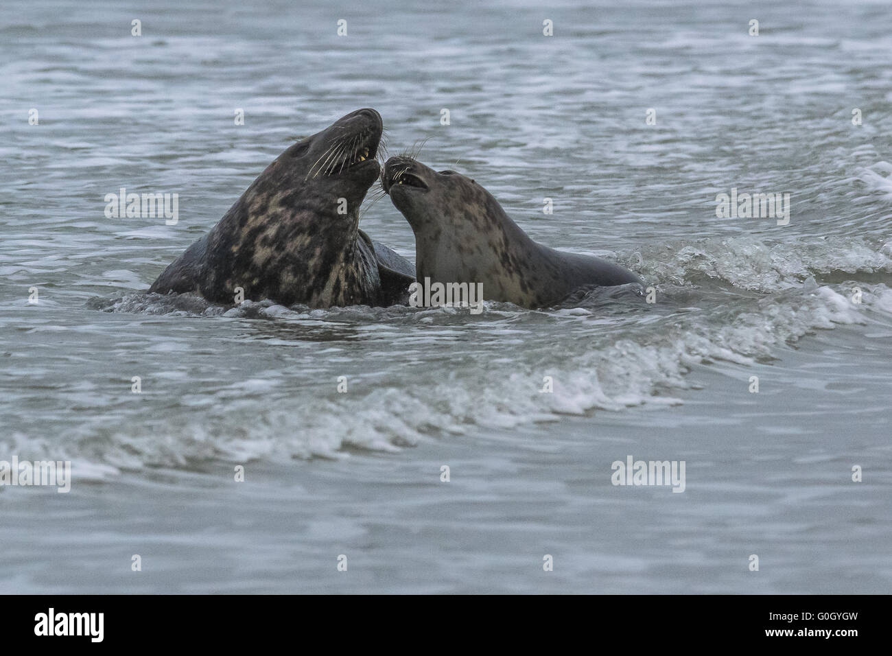 Mating sounds hi-res stock photography and images - Alamy