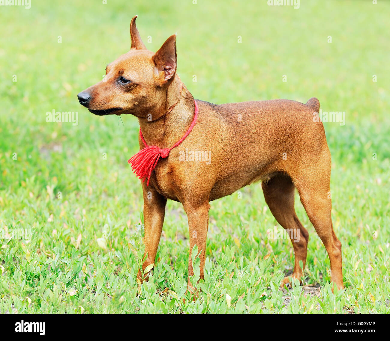 Zwergpinscher breed hi-res stock photography and images - Alamy