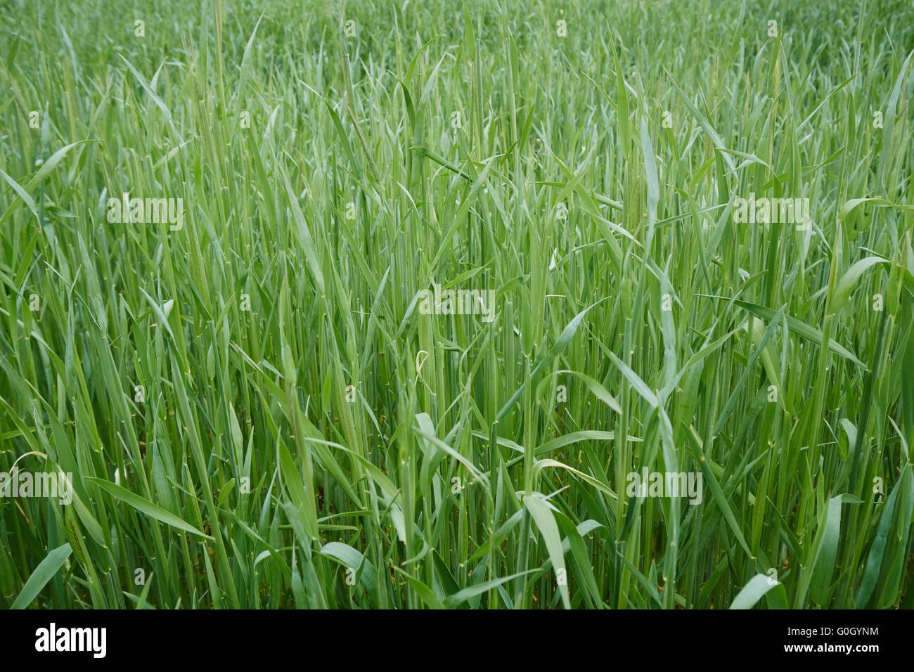 spring grass growing in a Lancaster County, Pennsylvania pasture Stock ...
