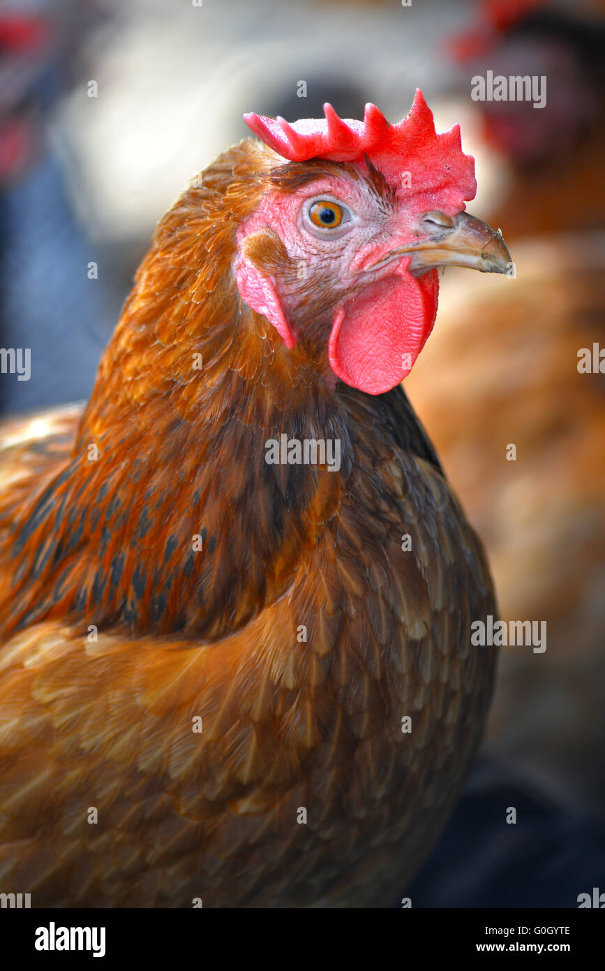 Chickens on traditional free range poultry farm Stock Photo - Alamy