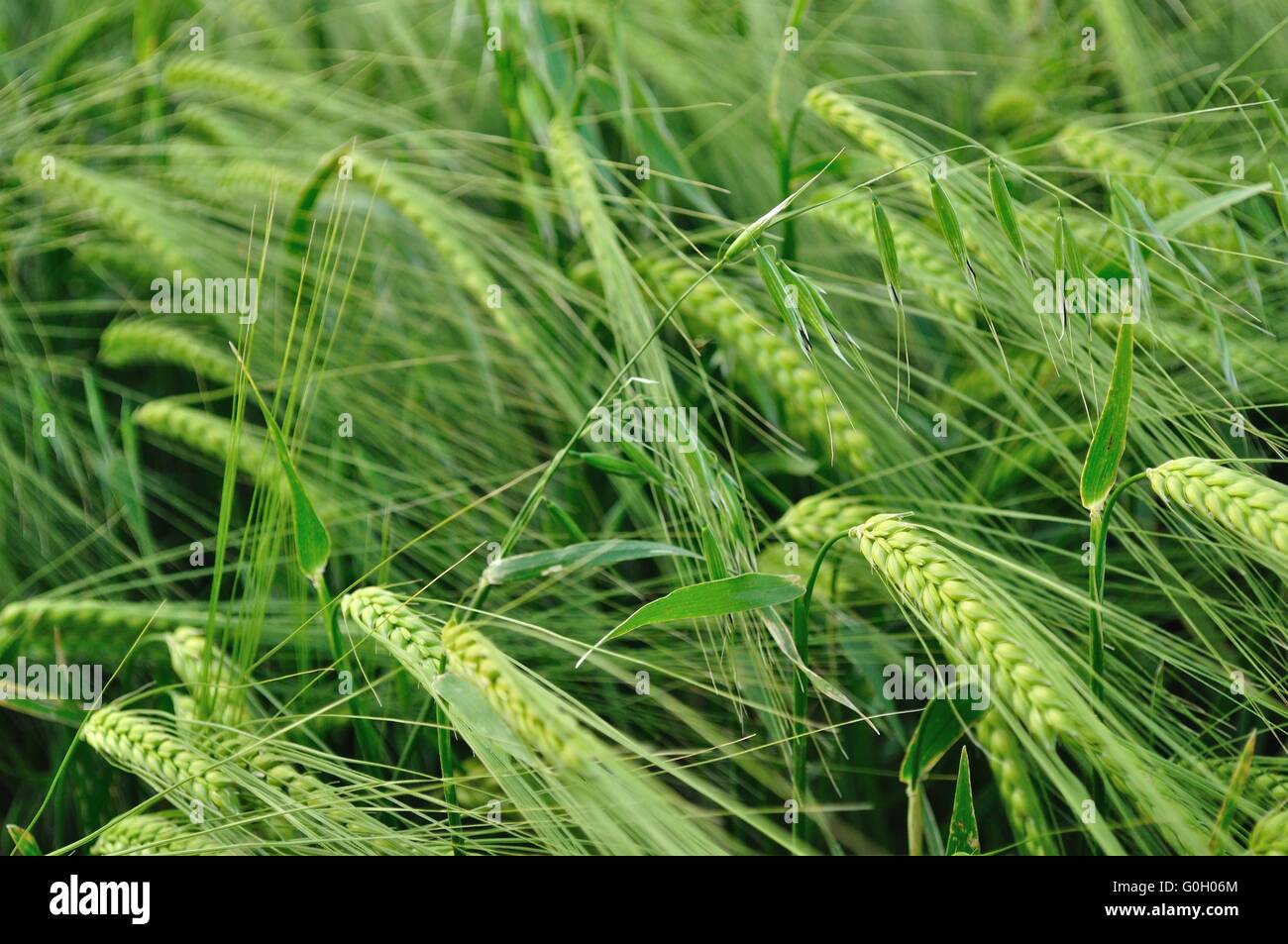 Wheat Texture Background