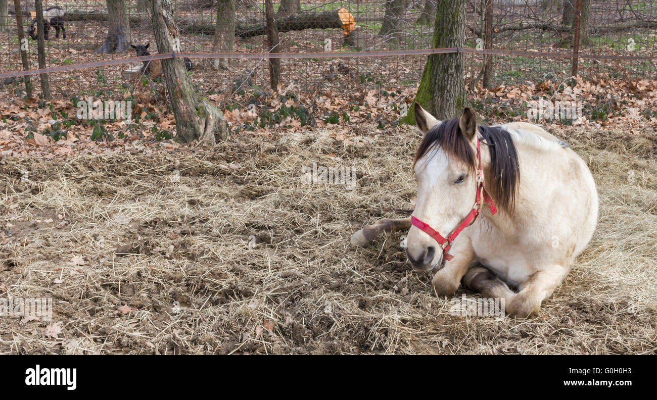 White horse laying down hi-res stock photography and images - Alamy