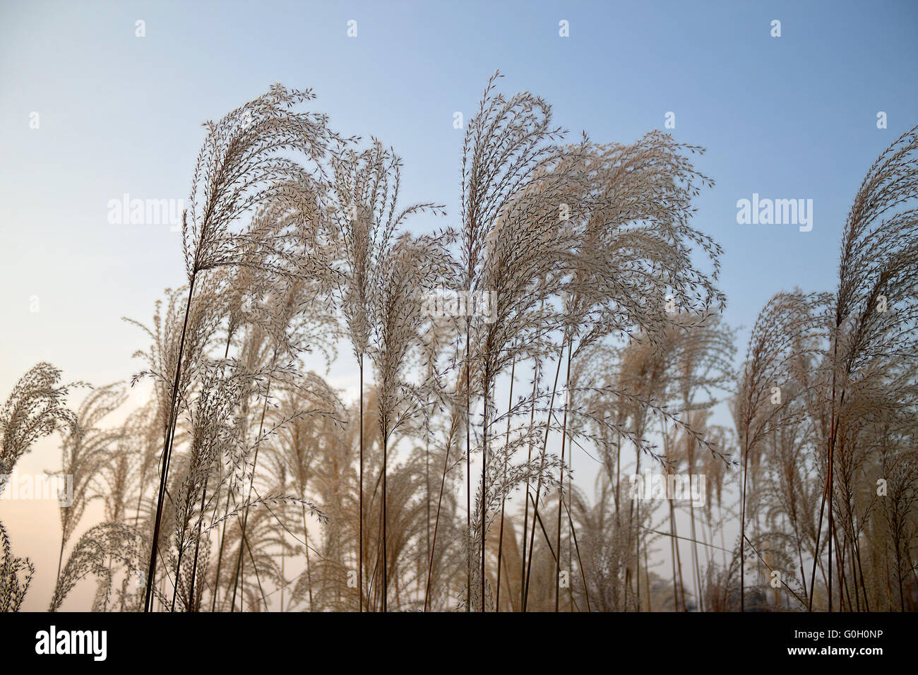 autumn grass close-up in the light of the setting sun Stock Photo - Alamy