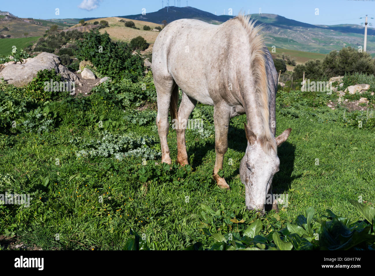 White horse grazing. grazing the grass. In the countryside, it can burn ...