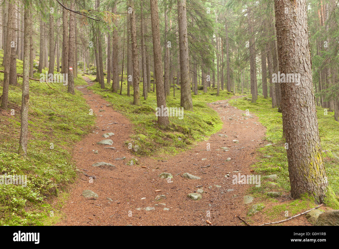 A single alpine path splits in two different directions. It's an ...