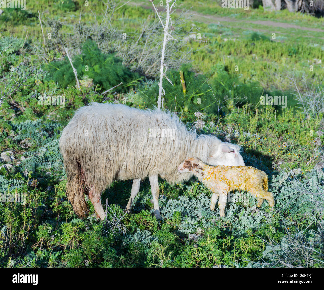 Sheep with newborn lamb, graze. The mother takes care of the baby ...