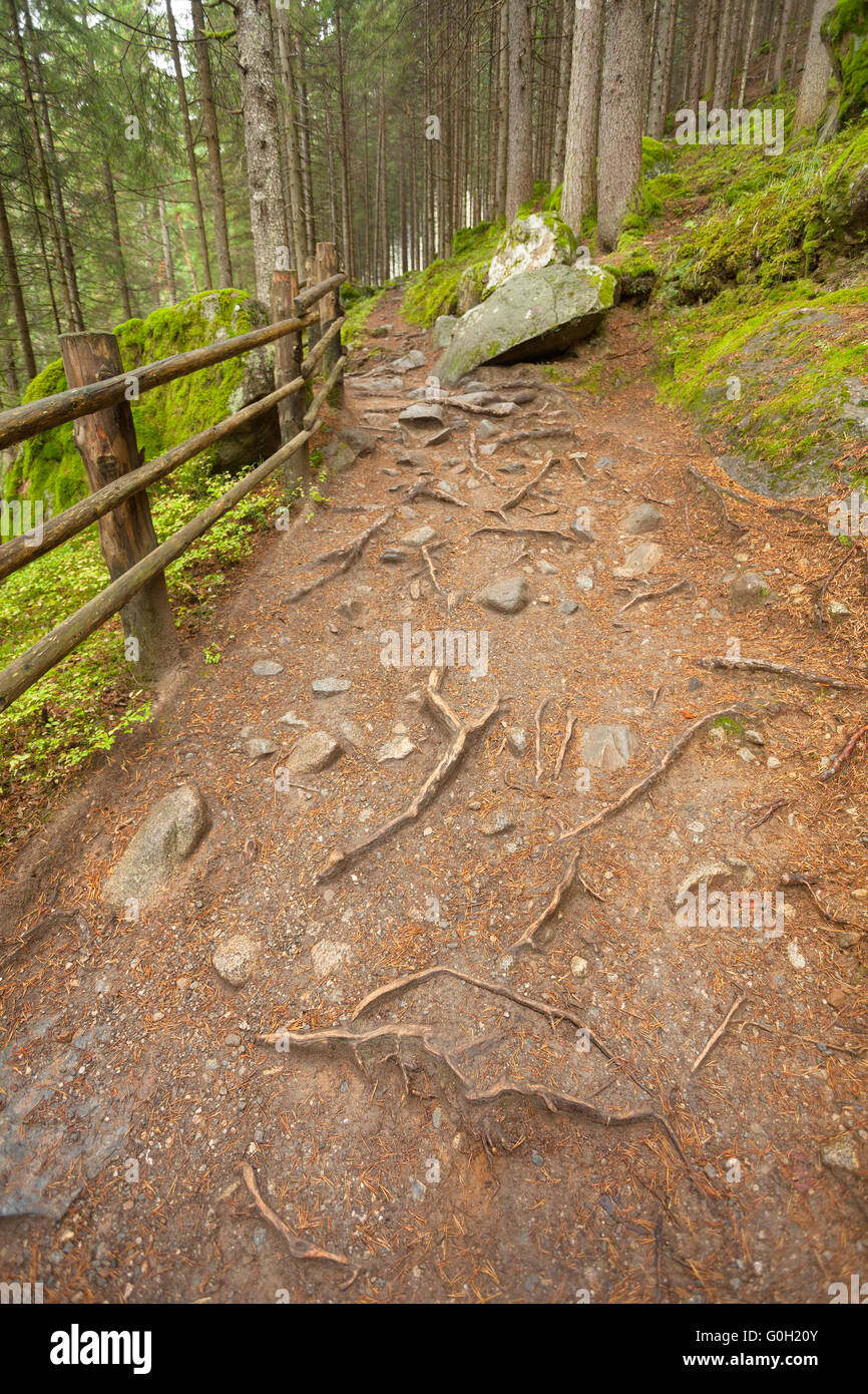 inside a typical forest of the Italian Alps a path brings you long the ...