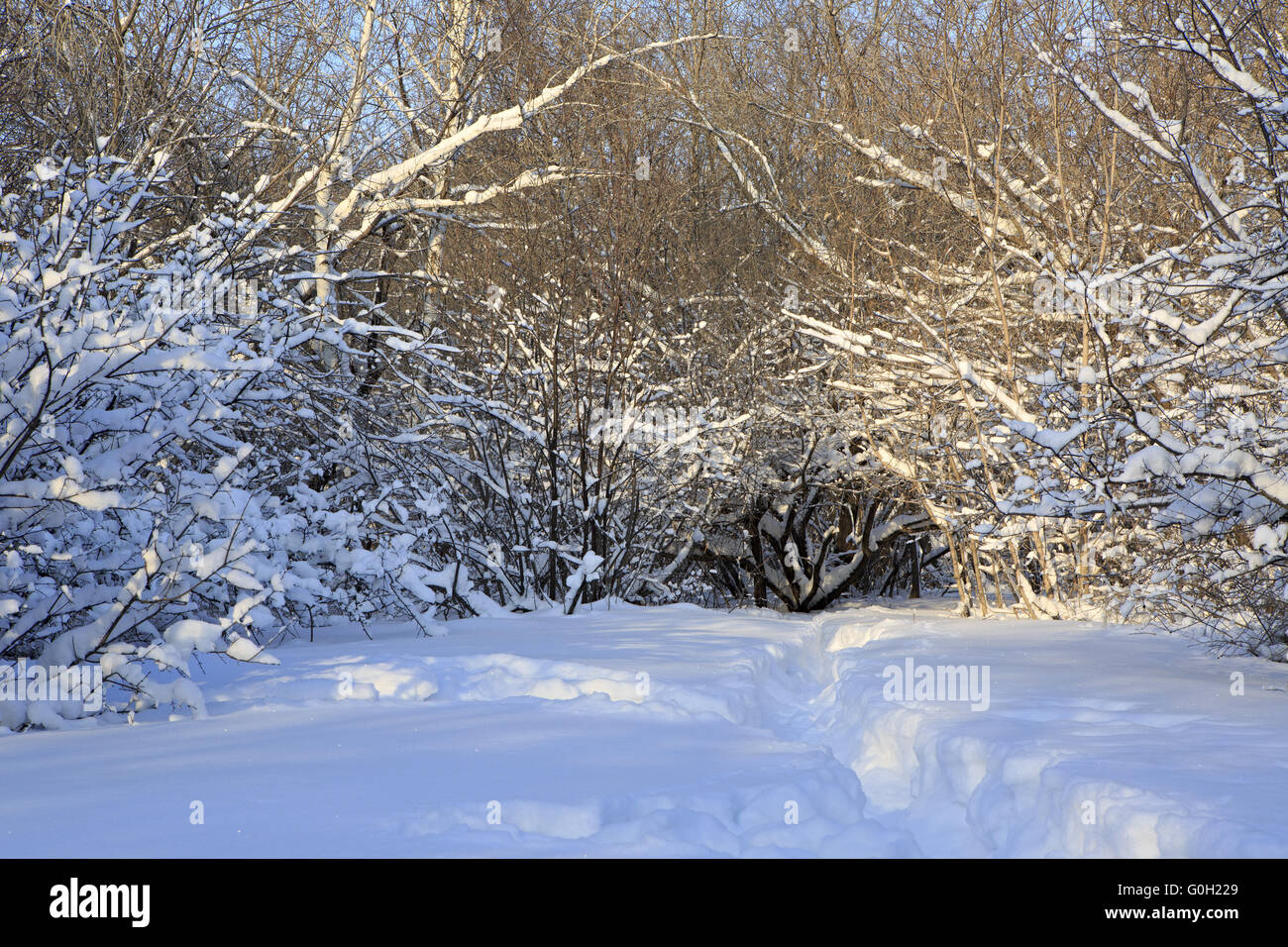 Path in snow drifts through the trees Stock Photo - Alamy